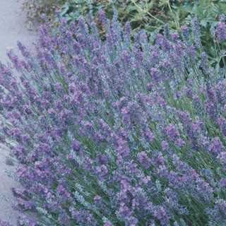 Essence Purple Lavender