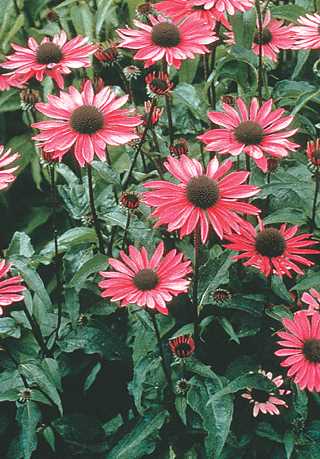 Ruby Star Coneflower