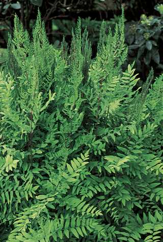 Royal Fern