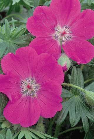 Max Frei Geranium