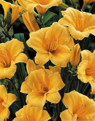 Stella de Oro Daylily