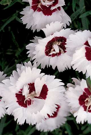 Scent First® Coconut Surprise Dianthus