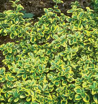 Gold Splash® Wintercreeper