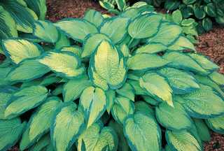 June Spirit Hosta
