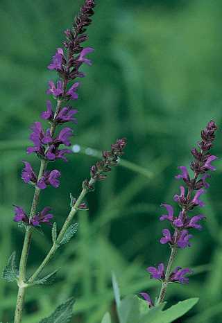 Marcus Blue Salvia