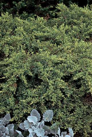 Daub's Frosted Juniper