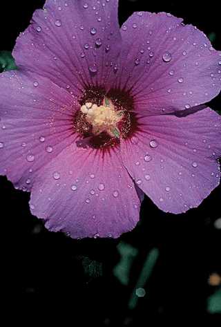 Violet Satin® Rose of Sharon