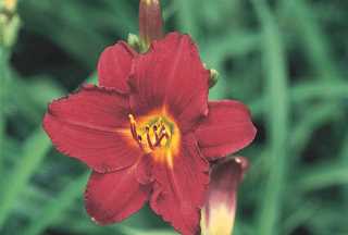 Ruby Stella™ Daylily