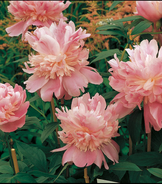 Raspberry Sundae Peony