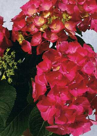 Cityline® Paris Bigleaf Hydrangea