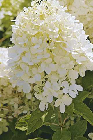 Phantom Hydrangea