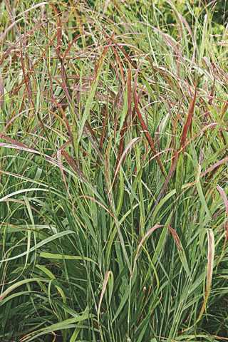 Shenandoah Switch Grass
