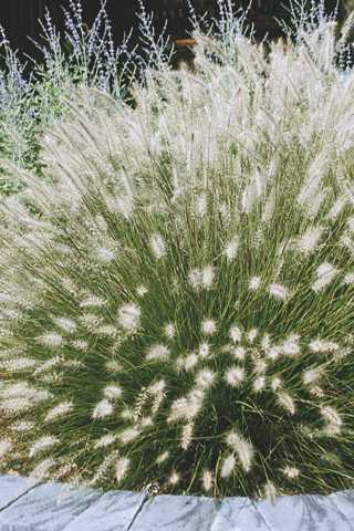 Piglet Fountain Grass