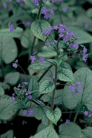 Heartleaf Brunnera