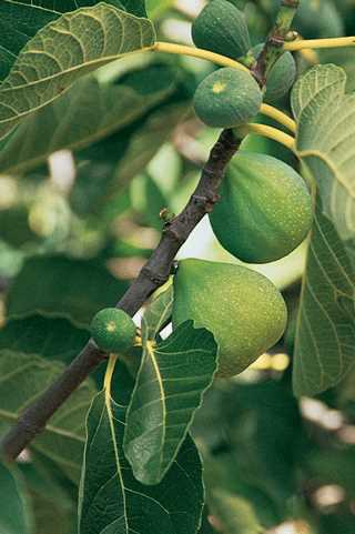Desert King Fig