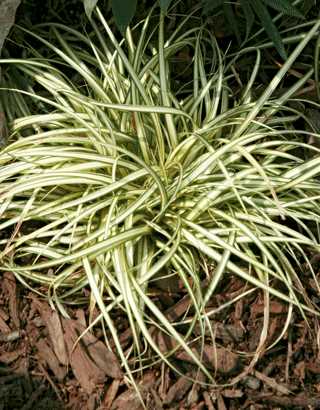 Evergold Japanese Sedge