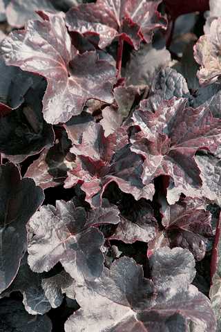 Obsidian Heuchera