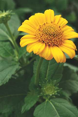 Tuscan Sun Perennial Sunflower