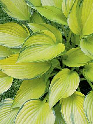 June Fever Hosta