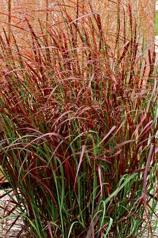 Prairie Fire Switch Grass