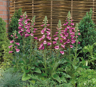 Dalmation Purple Foxglove