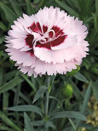 Scent First™ Raspberry Surprise Dianthus
