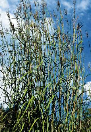 Big Bluestem