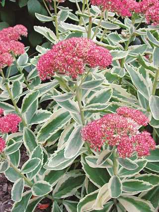 Autumn Charm™ Stonecrop