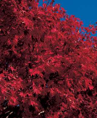 Flame Amur Maple