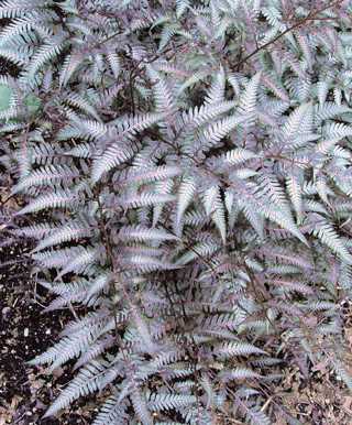 Regal Red Painted Fern