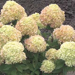 Little Lime® Hardy Hydrangea
