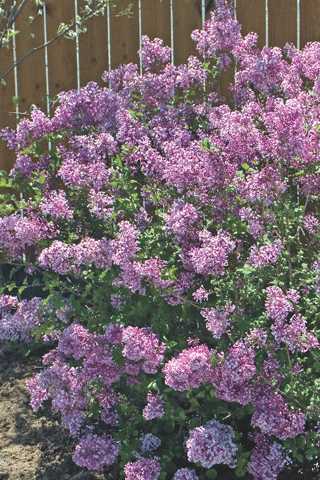 Bloomerang® Dark Purple Reblooming Lilac