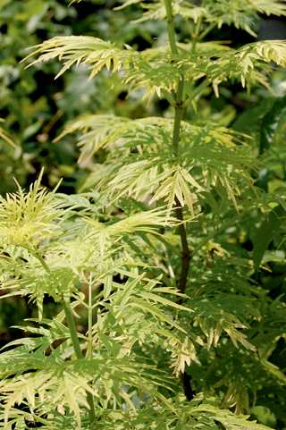Lemon Lace™ Elderberry