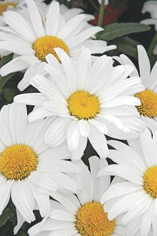 Daisy May® Shasta Daisy