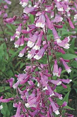 Prairie Twilight Penstemon