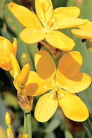 Hello Yellow Blackberry Lily