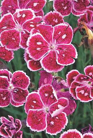 Fire and Ice Dianthus
