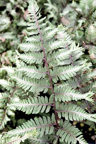 Godzilla Japanese Painted Fern