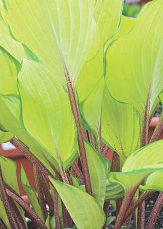 Paradise Island Hosta