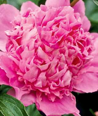 Jacorma Peony