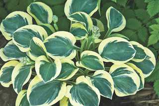 Mighty Mouse Hosta