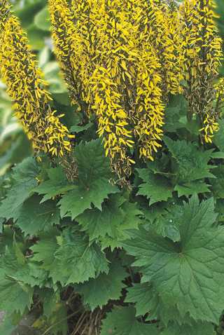 Bottle Rocket Ligularia