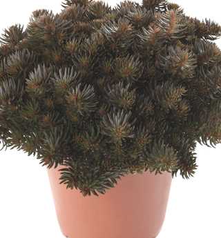 Chocolate Ball Stonecrop