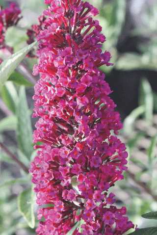 Buddleia Buzz™ Hot Raspberry