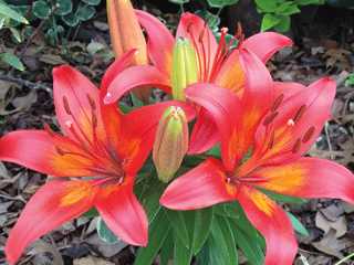 Matrix Asiatic Lily