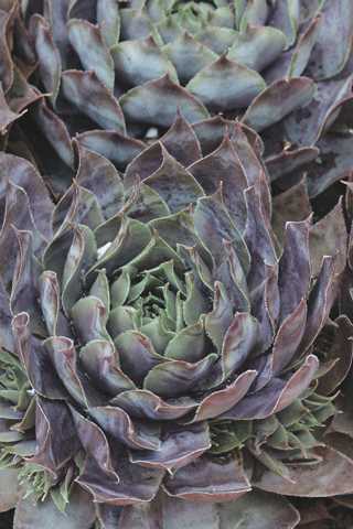 Big Blue Hen-and-Chicks