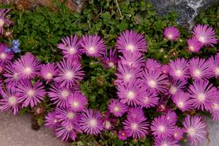 Table Mountain® Ice Plant