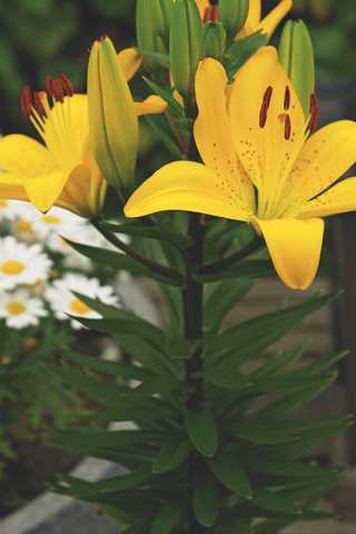Golden Matrix Asiatic Lily