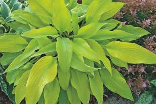 Prairie Moon Hosta