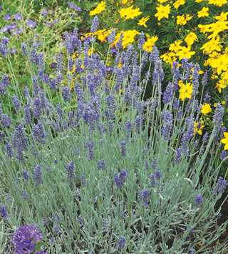 Silver Mist Lavender